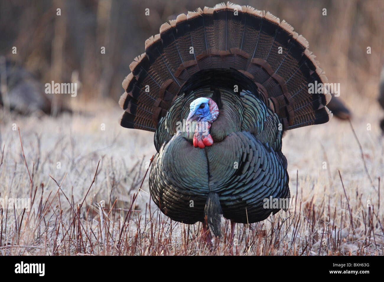 Eastern Wild Turkey Stock Photo - Alamy