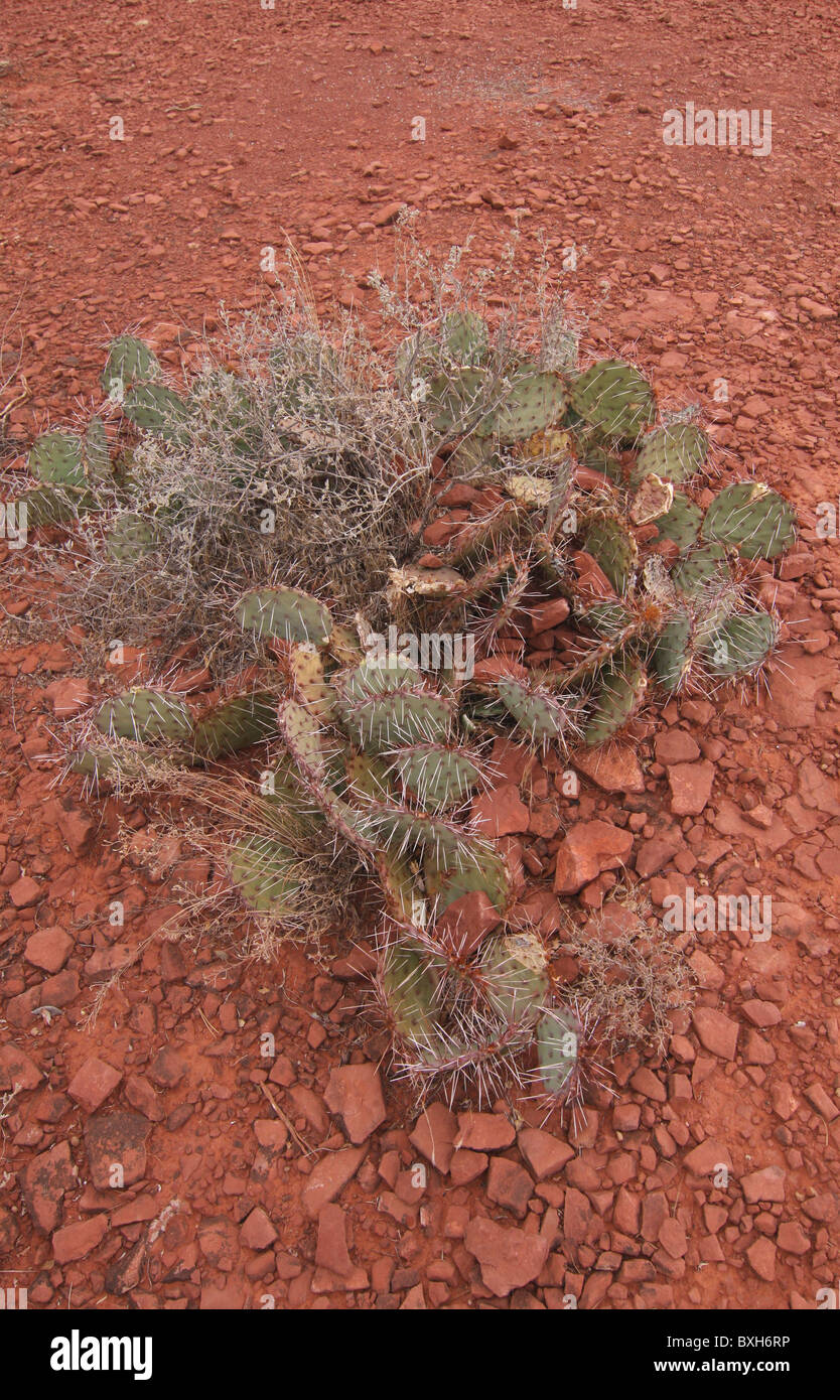 Sedona cactus hi-res stock photography and images - Alamy