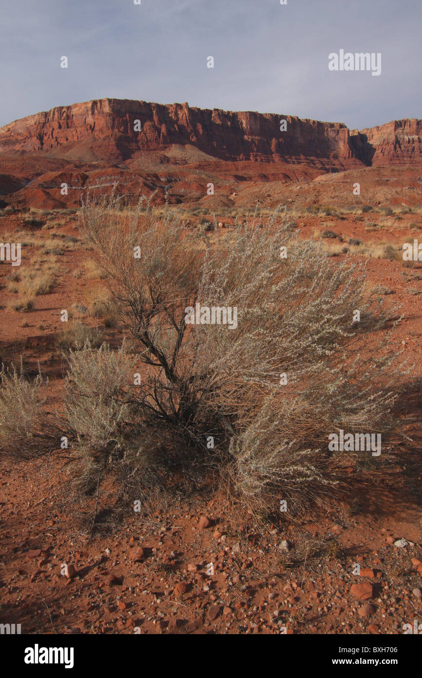 Arizona Desert View Stock Photo - Alamy