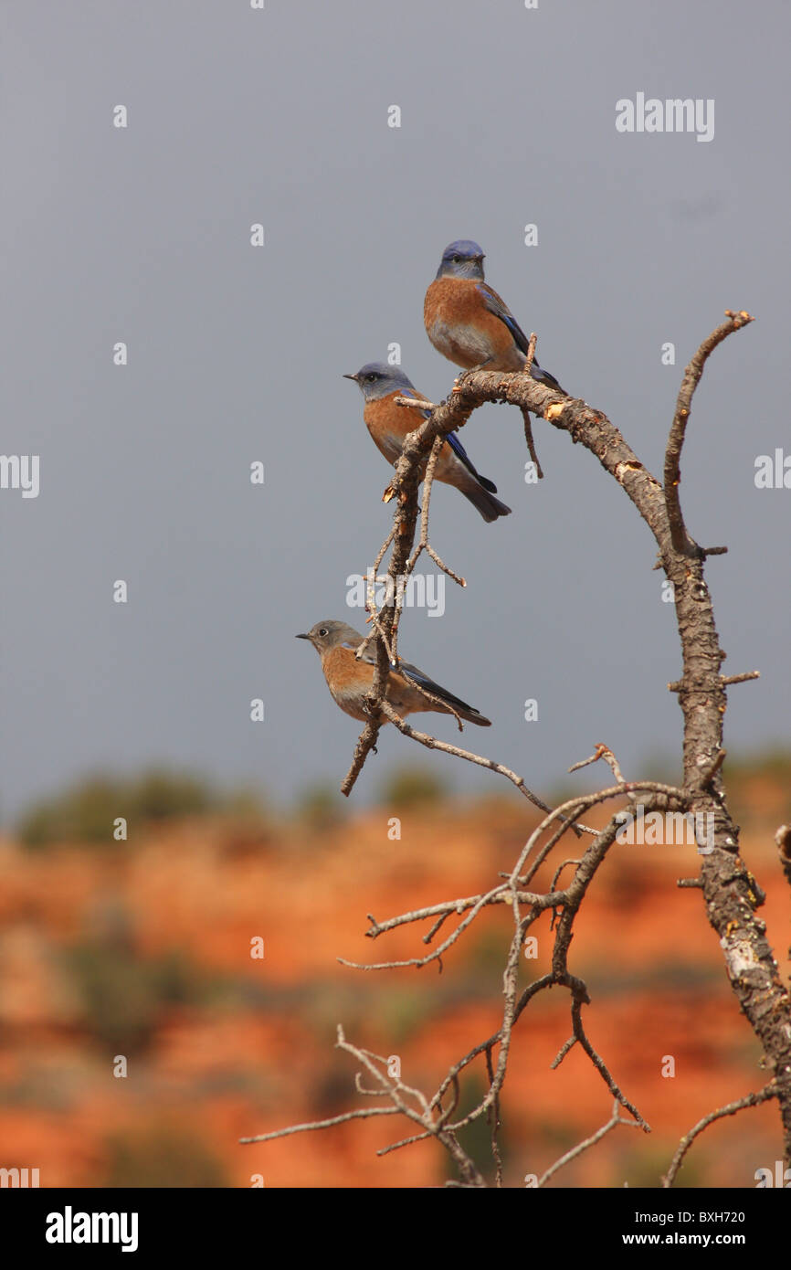 American bluebird hi-res stock photography and images - Alamy