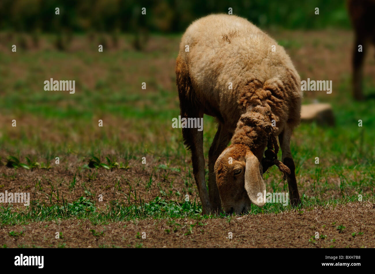 Lamb photographs hi-res stock photography and images - Alamy