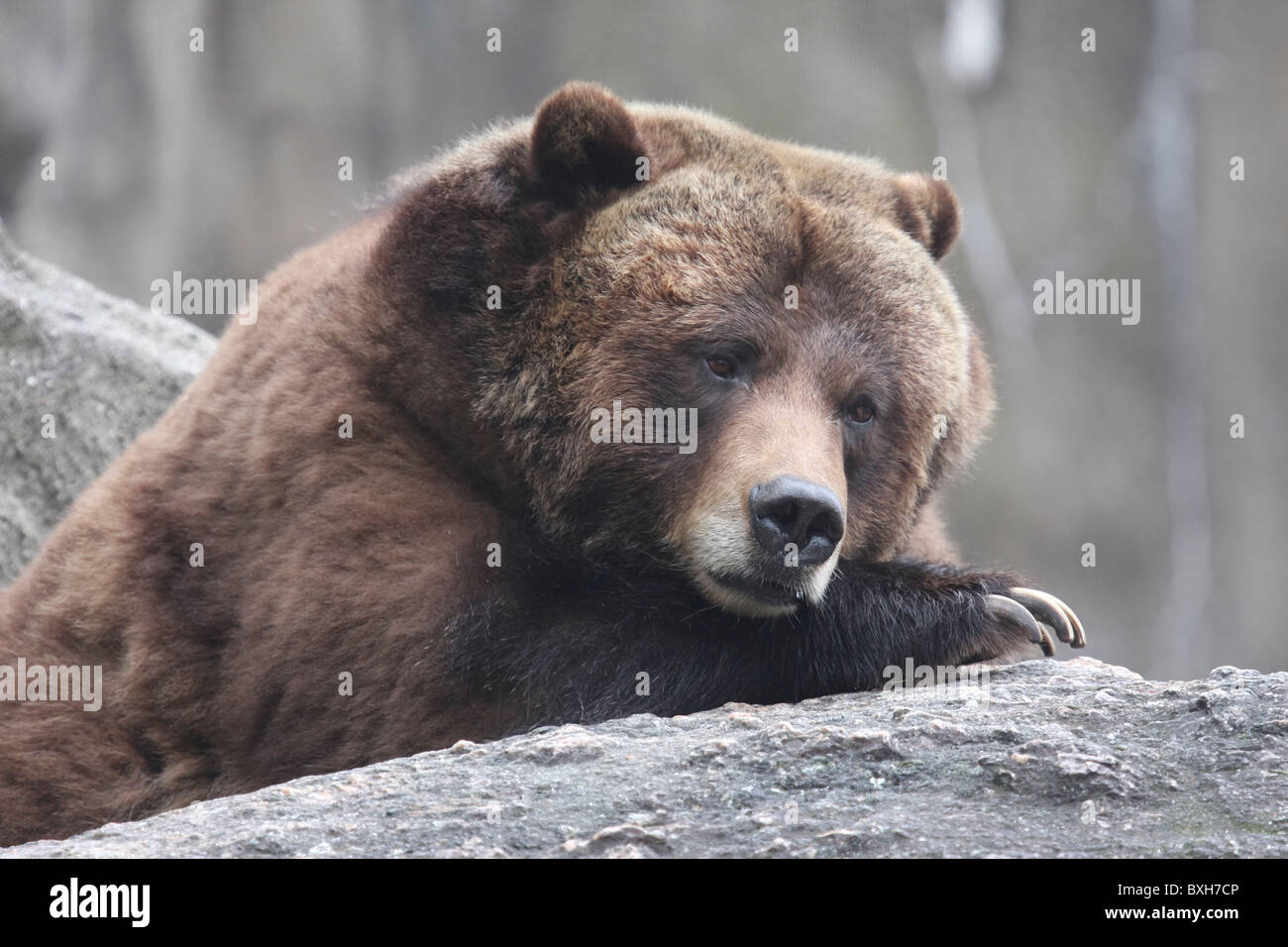 Huge grizzly hi-res stock photography and images - Alamy
