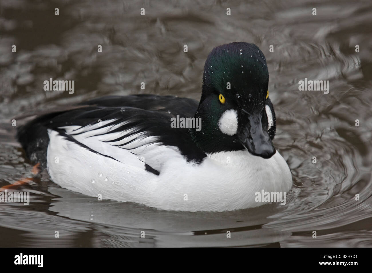 Common Goldeneye Duck Stock Photo - Alamy