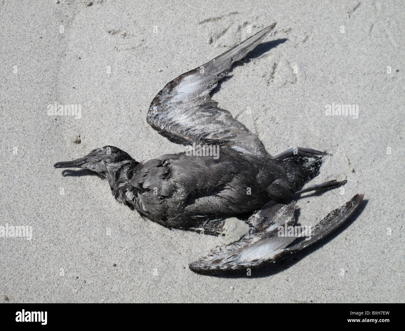 Dead bird hi-res stock photography and images - Alamy