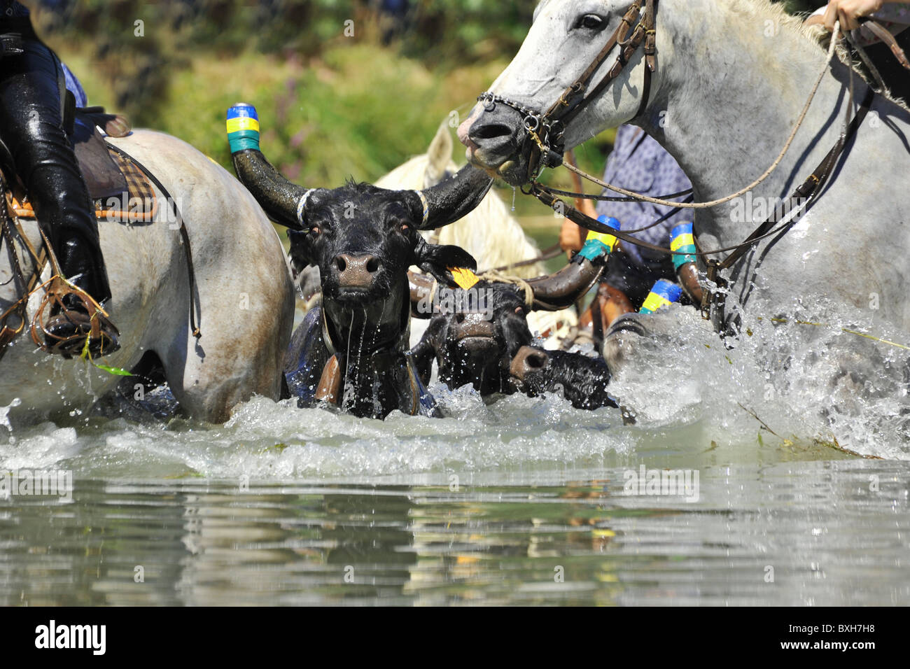 Bull swimming hi-res stock photography and images - Alamy