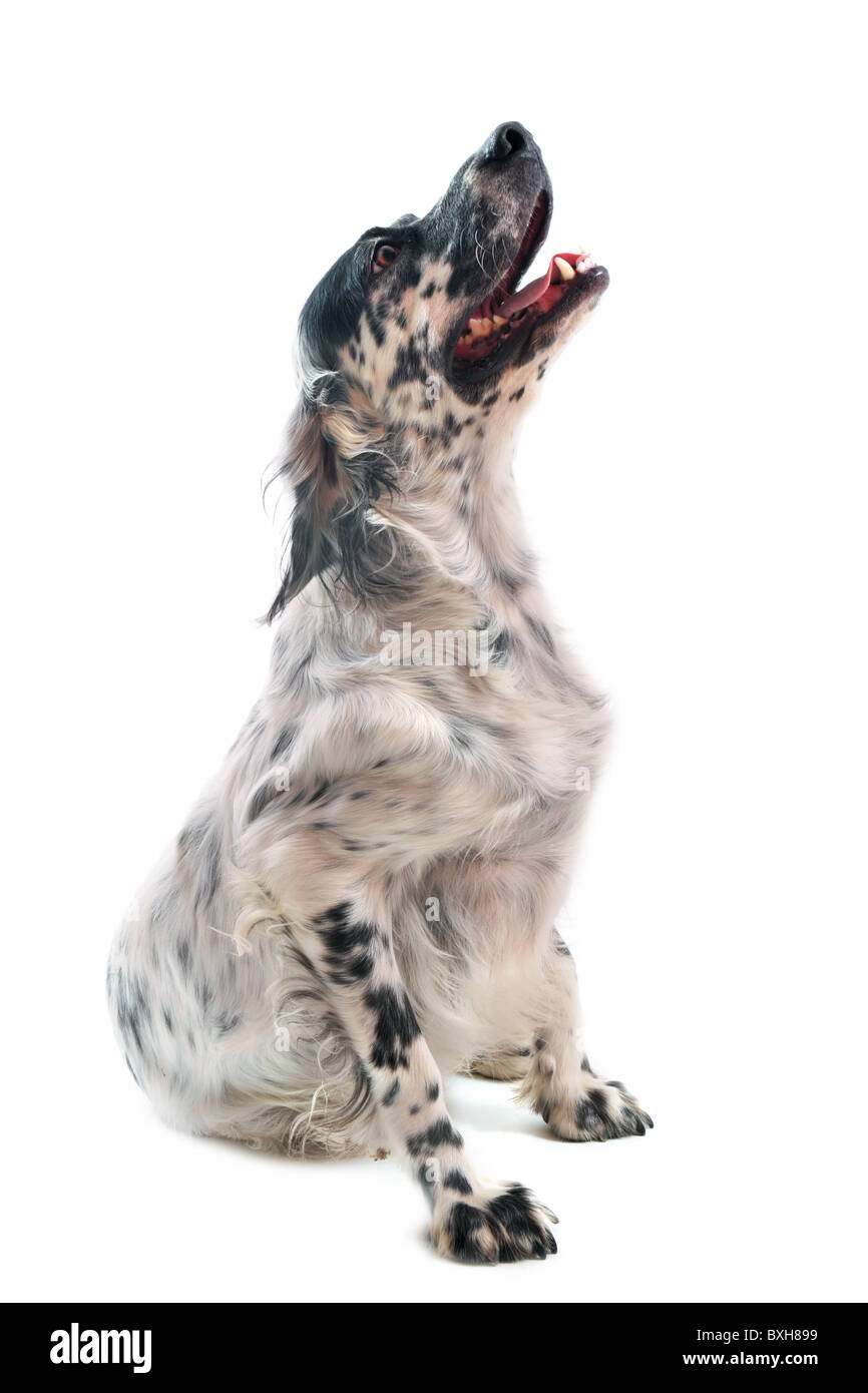 English setter Cut Out Stock Images & Pictures - Alamy