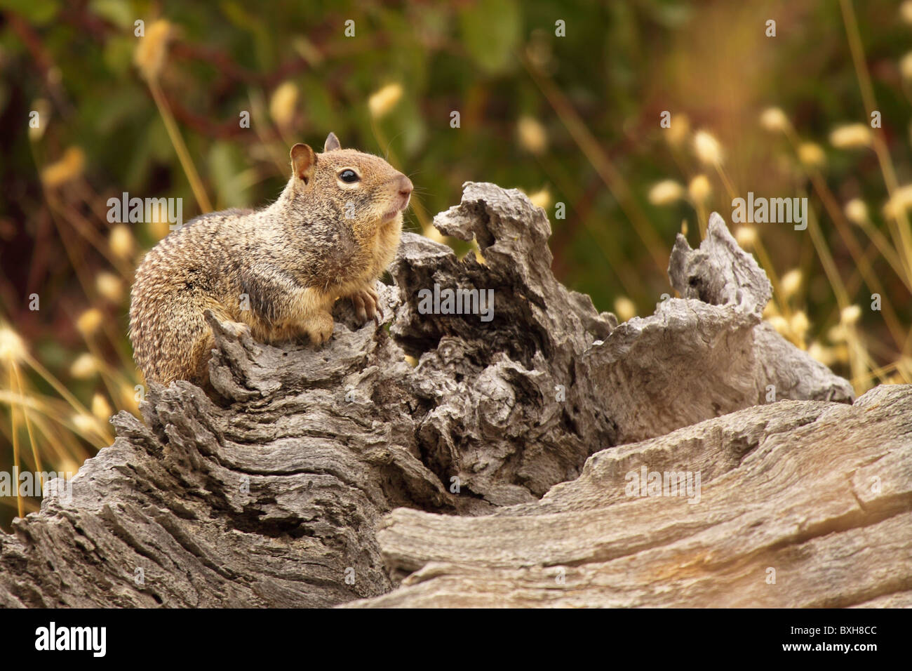 A California Ground Squirrel resting on a log Stock Photo - Alamy