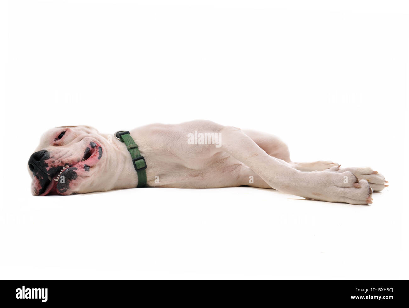 purebred white bower lying down in front of a white background Stock ...