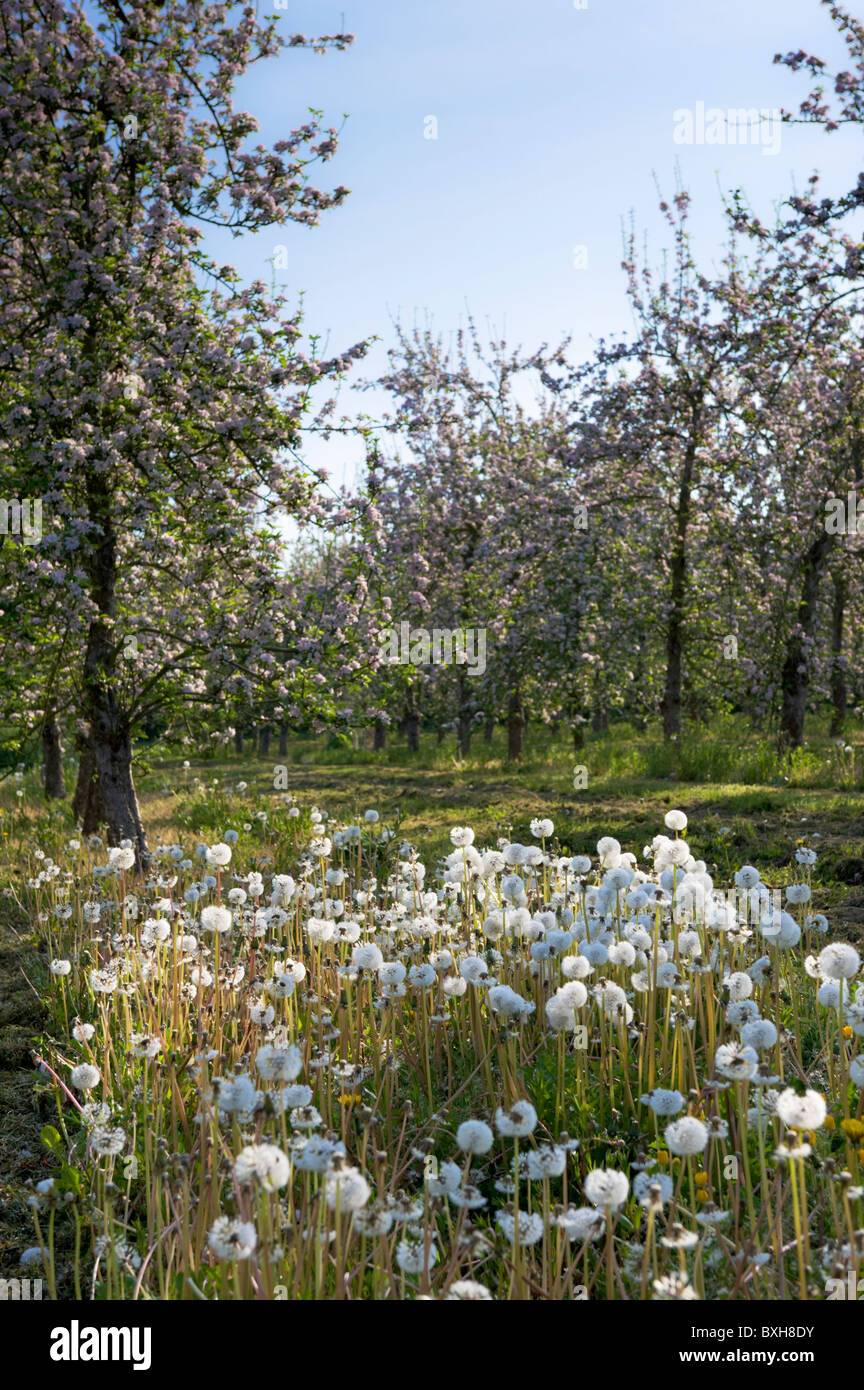 Dandelions between rows of trees in a Herefordshire apple orchard Stock ...