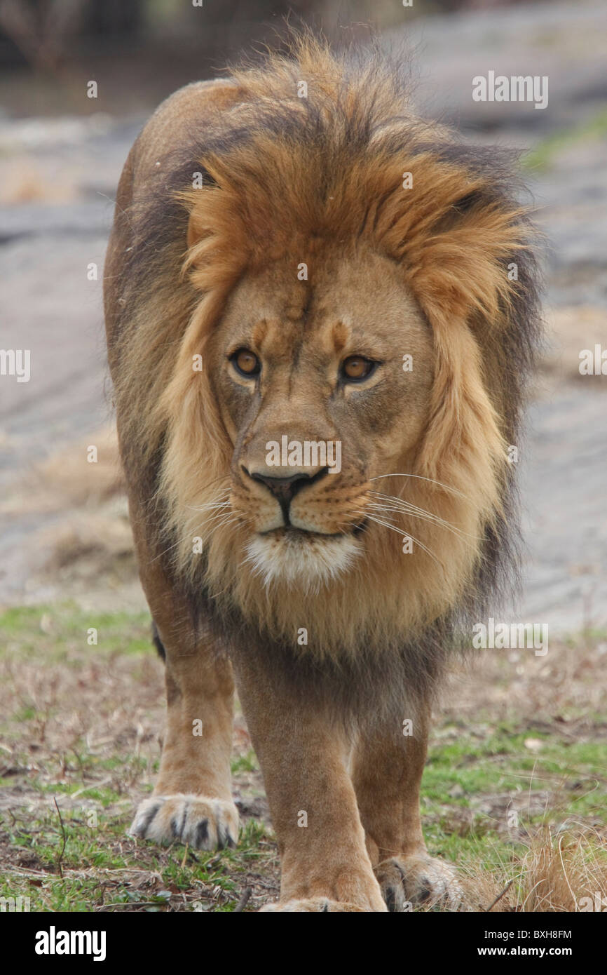 Big beasts hi-res stock photography and images - Alamy