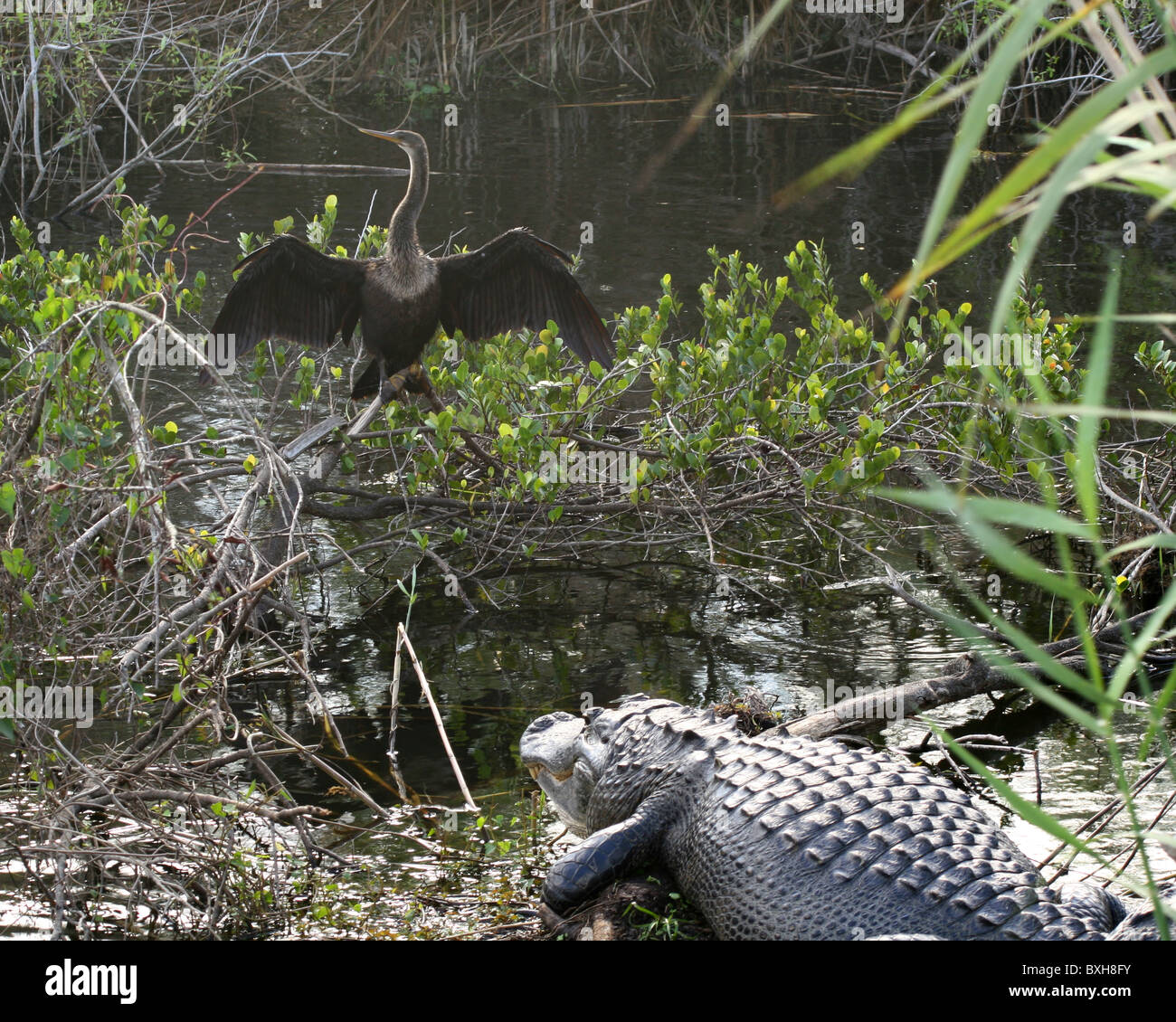 An Alligator thinking about an Anhinga lunch Stock Photo - Alamy