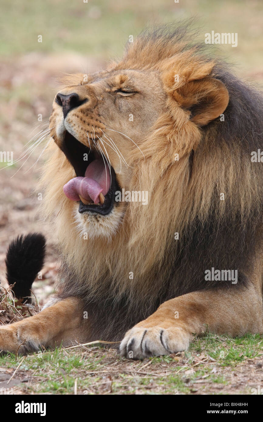 Big beasts hi-res stock photography and images - Alamy