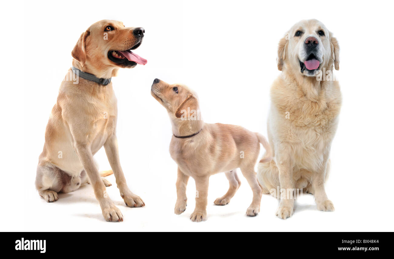 purebred labrador retriever and golden retriever in front of a white ...