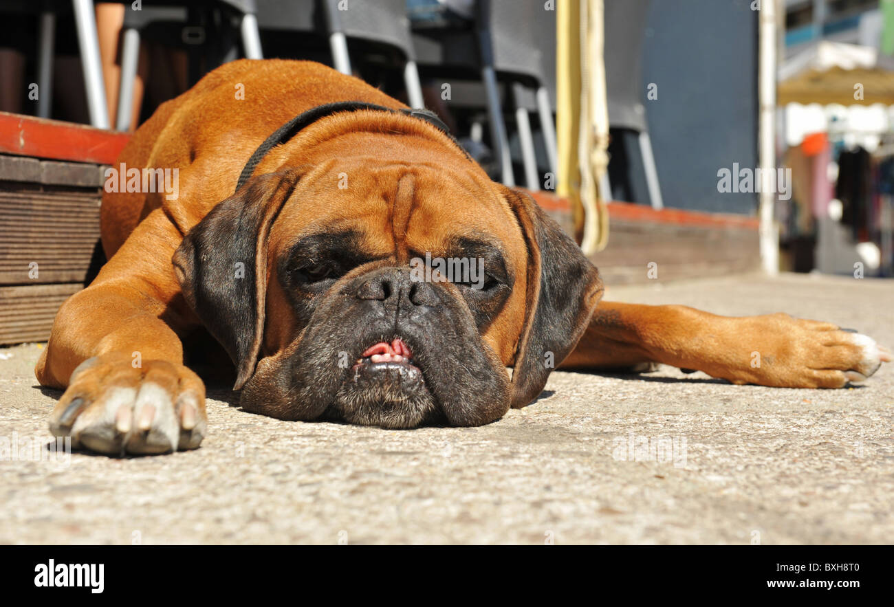 portrait of an old purebred boxer lying down in a street Stock Photo ...