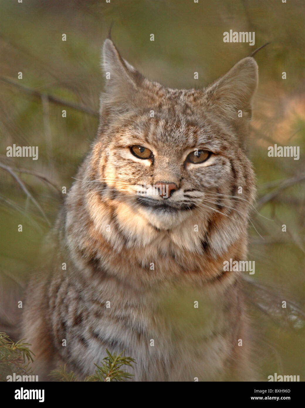 Female bobcat hi-res stock photography and images - Alamy