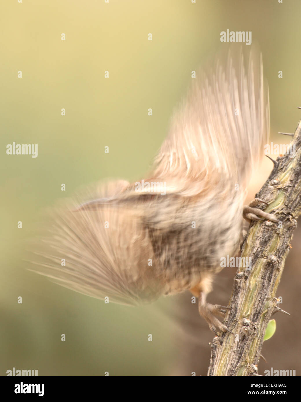 Wren flying hi-res stock photography and images - Alamy
