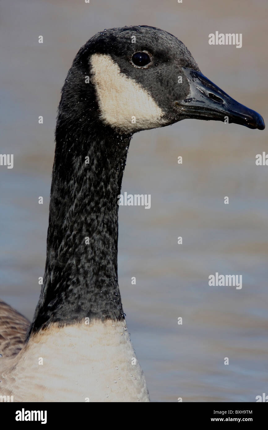Large aggressive goose hi-res stock photography and images - Alamy