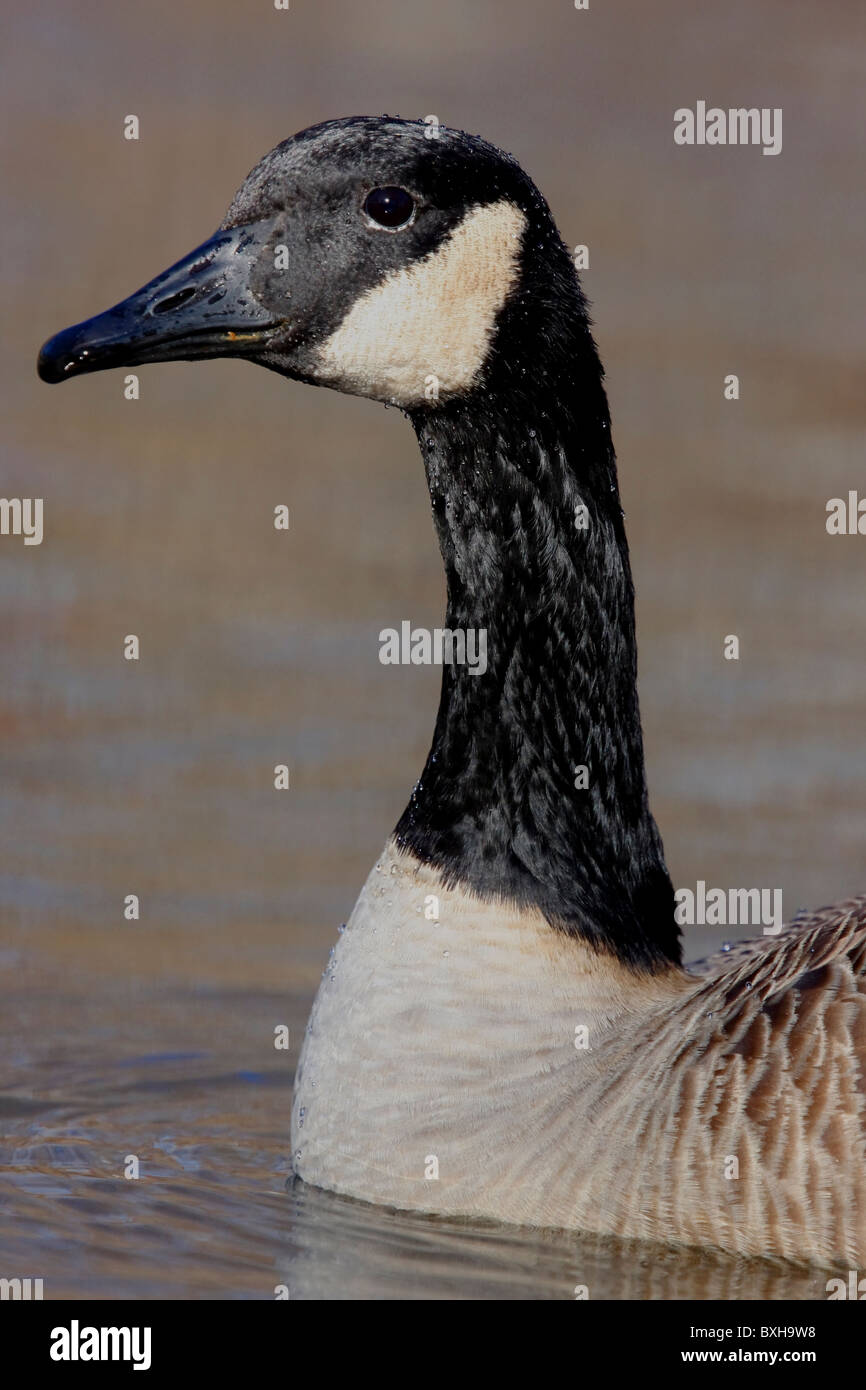 Canada goose birds hi-res stock photography and images - Alamy