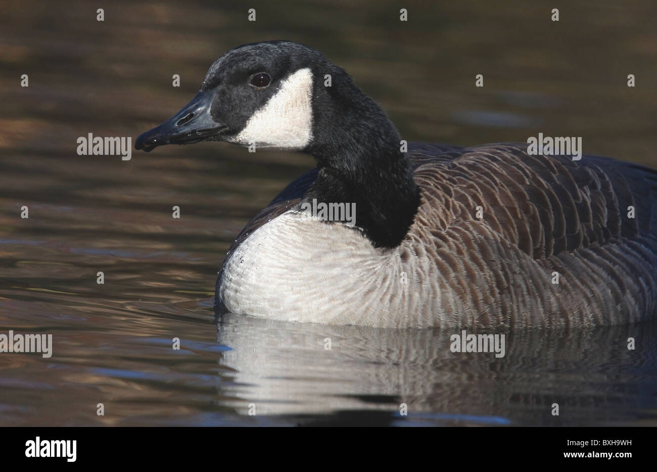 North american goose hi-res stock photography and images - Alamy