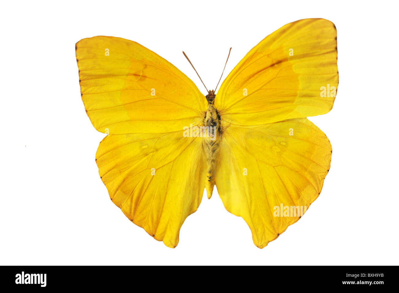 beautiful yellow butterfly in front of white background Stock Photo - Alamy