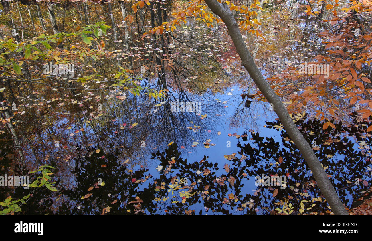 Stream in autumn Stock Photo - Alamy