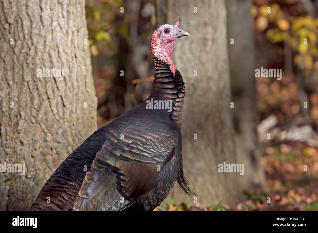 Eastern Wild Turkey Stock Photo - Alamy