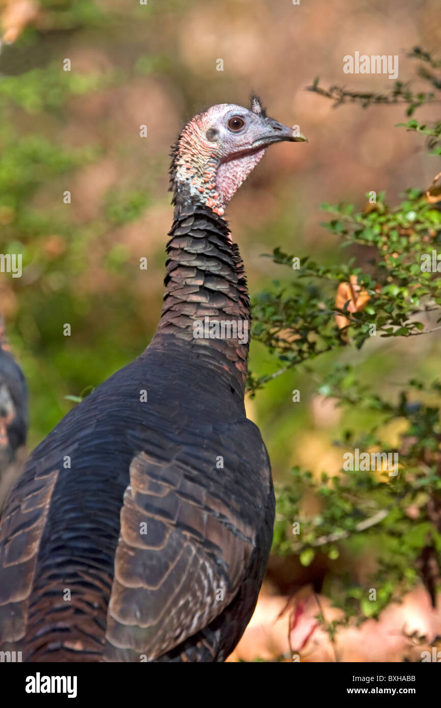 Eastern Wild Turkey Stock Photo - Alamy