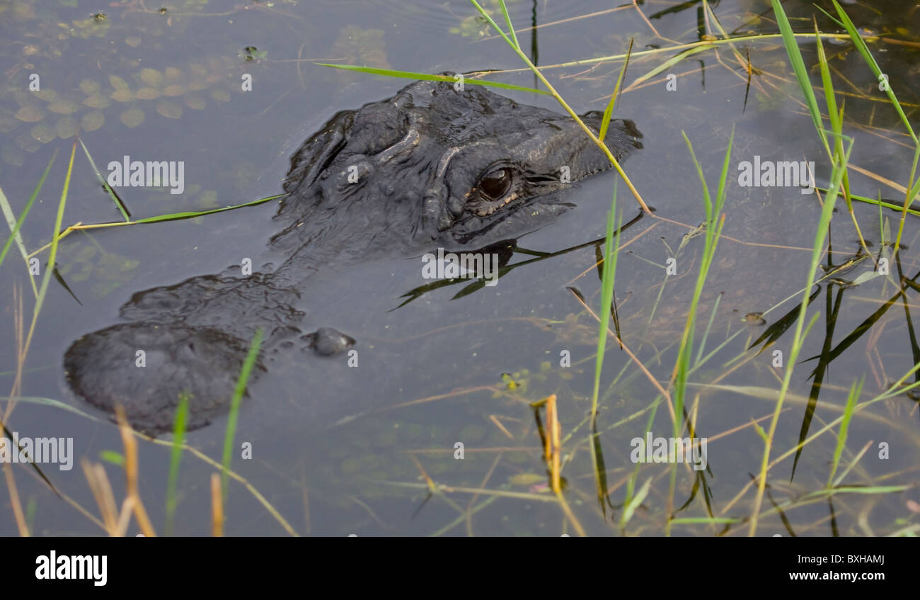 Mississippi state reptile hi-res stock photography and images - Alamy