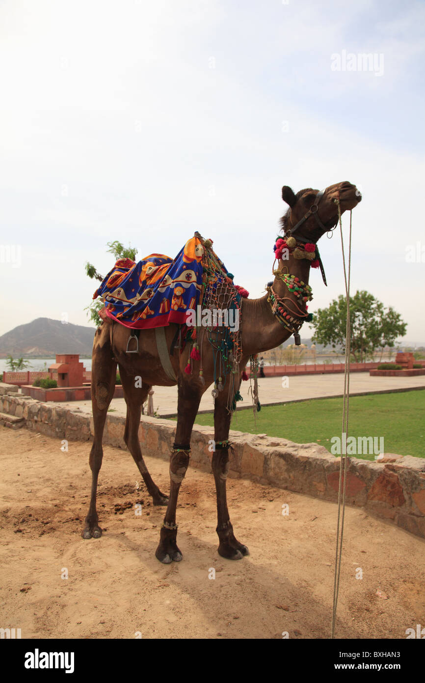 Camel, Jaipur, Rajasthan, India Stock Photo - Alamy