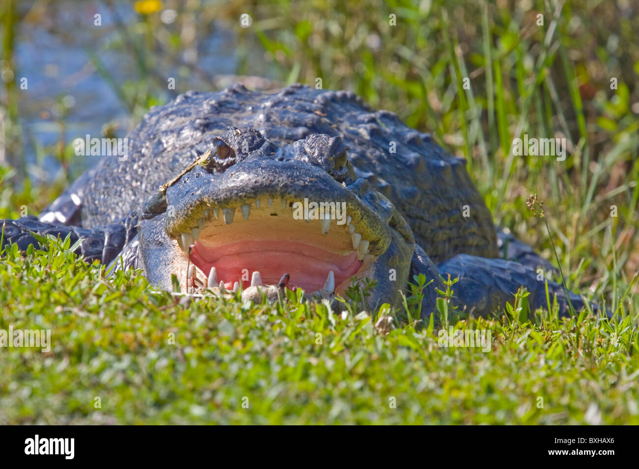 Mississippi state reptile hi-res stock photography and images - Alamy
