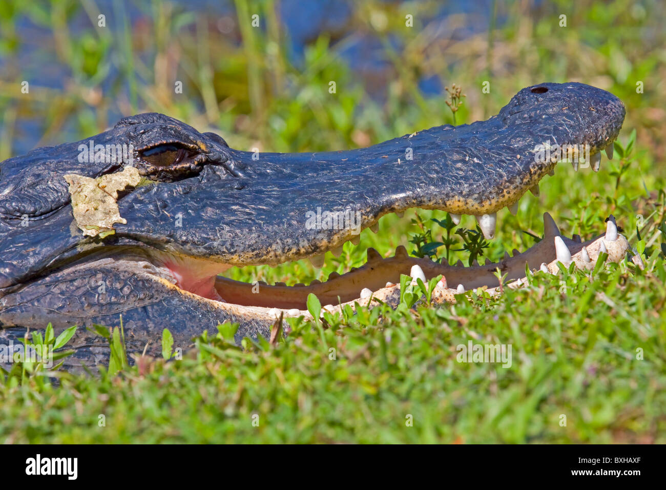 Alligator parks hi-res stock photography and images - Alamy