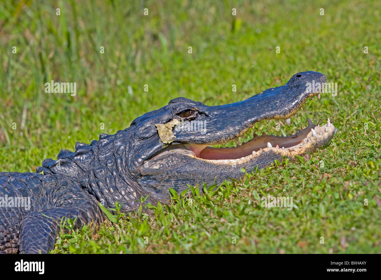 Mississippi state reptile hi-res stock photography and images - Alamy