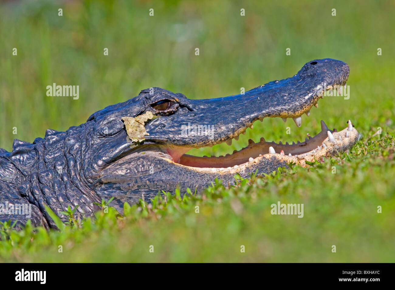 Mississippi state reptile hi-res stock photography and images - Alamy