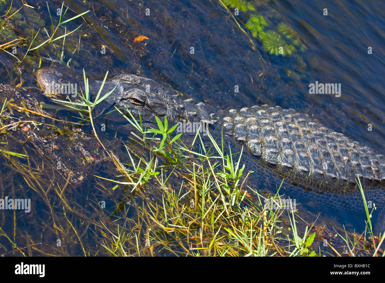 Everglades widlife hi-res stock photography and images - Alamy