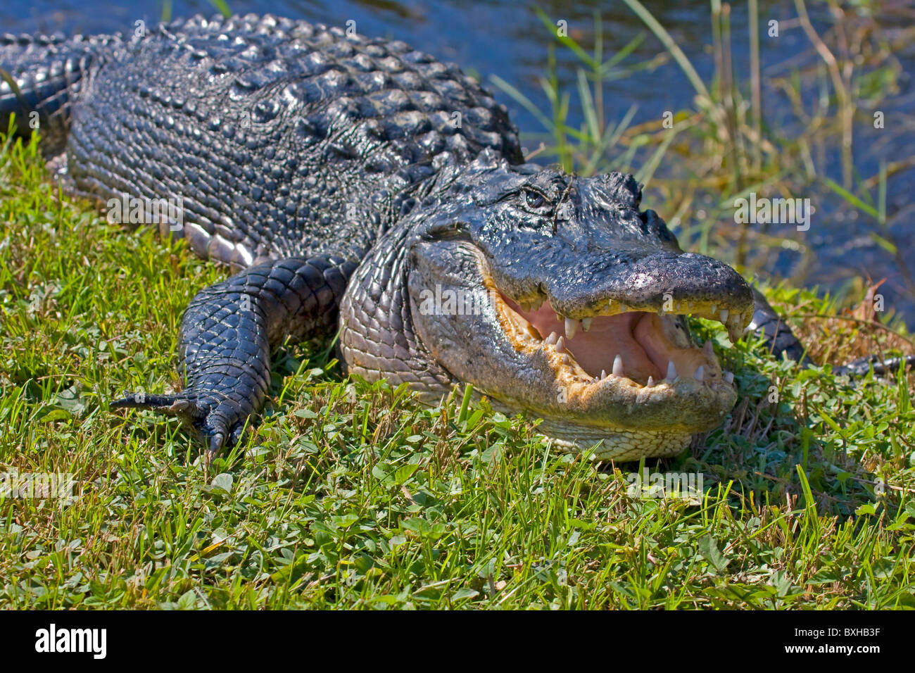 Everglades apex predator hi-res stock photography and images - Alamy