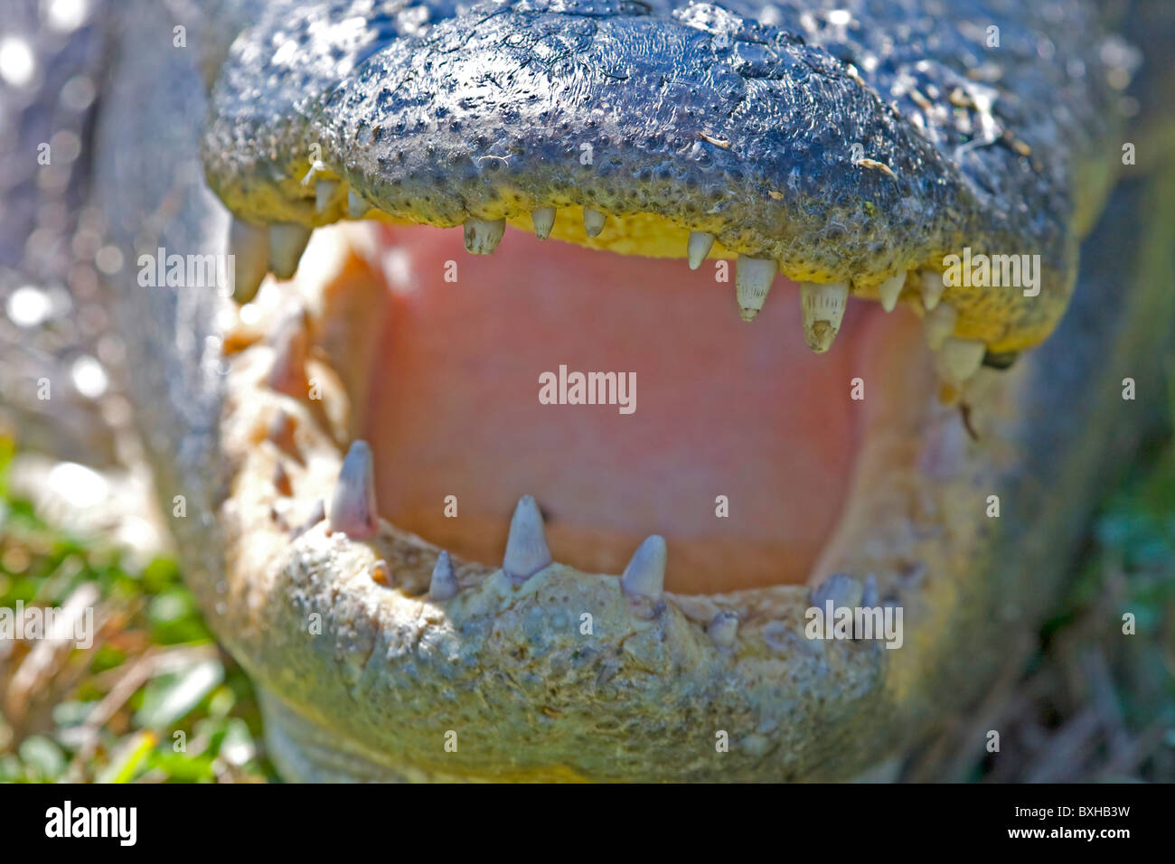 Common alligator hi-res stock photography and images - Alamy