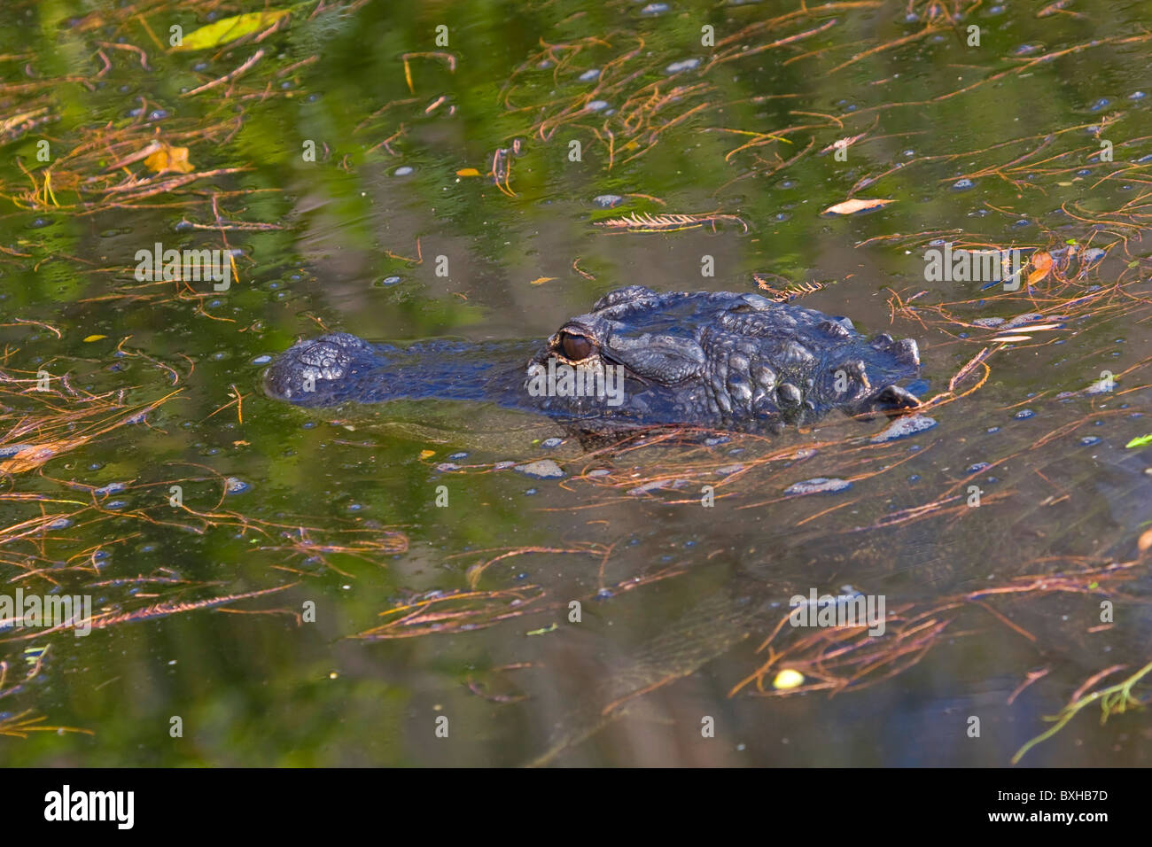 Mississippi state reptile hi-res stock photography and images - Alamy