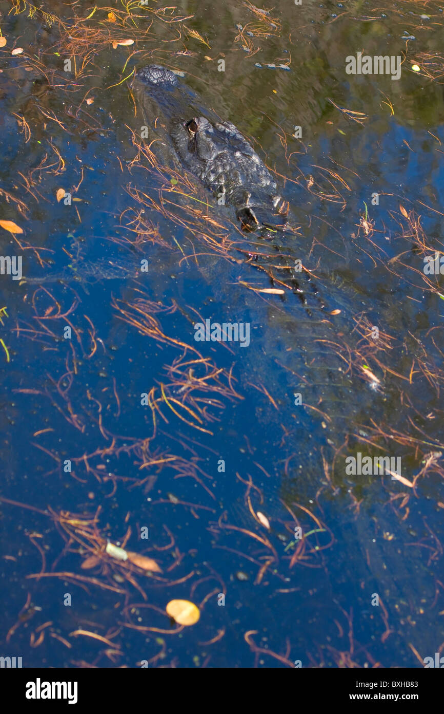 Mississippi state reptile hi-res stock photography and images - Alamy