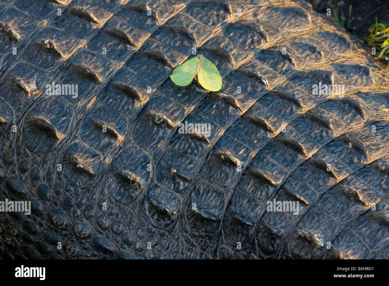 Alligator skin hi-res stock photography and images - Alamy