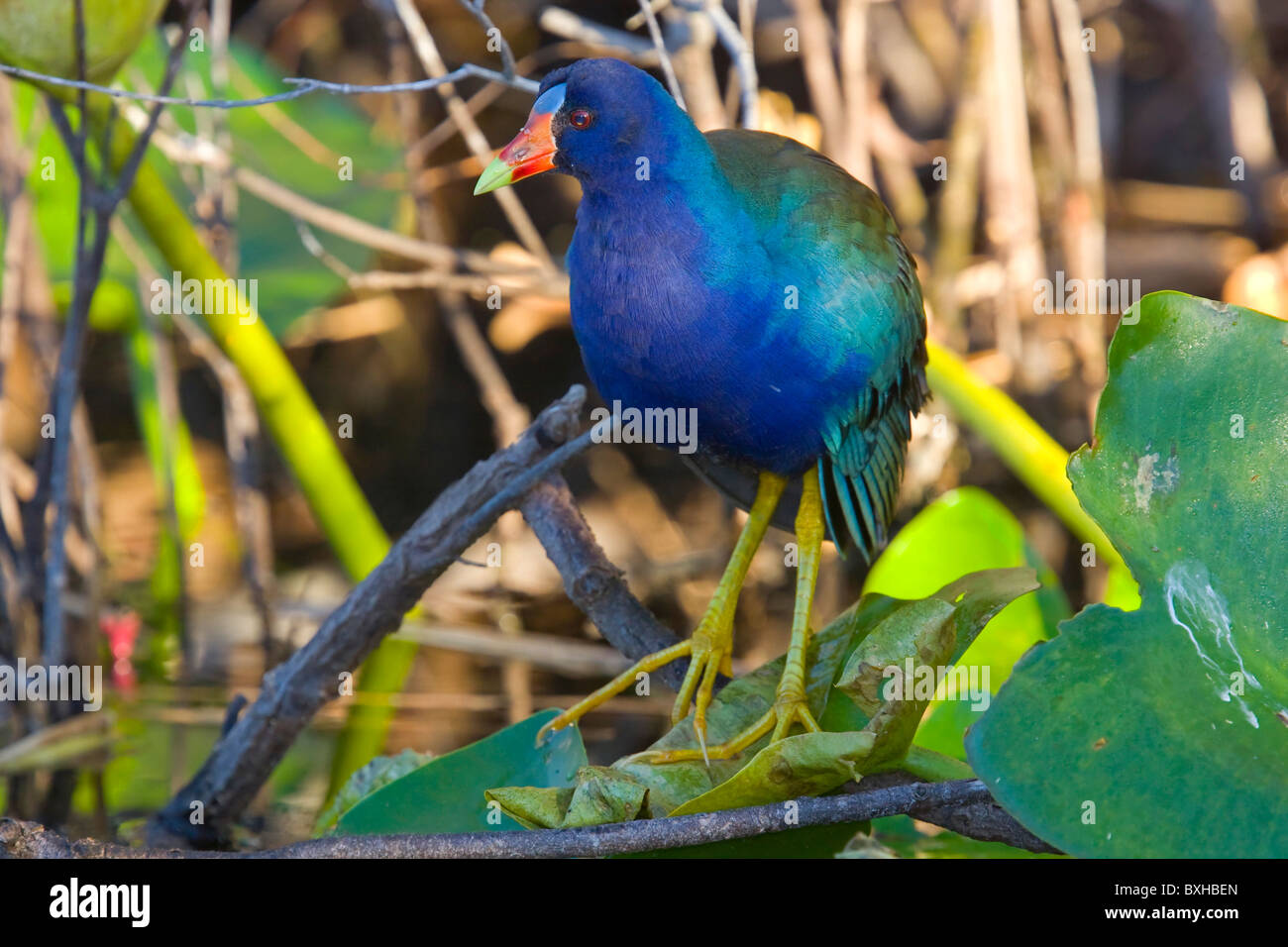 American Purple Gallinule Stock Photo - Alamy