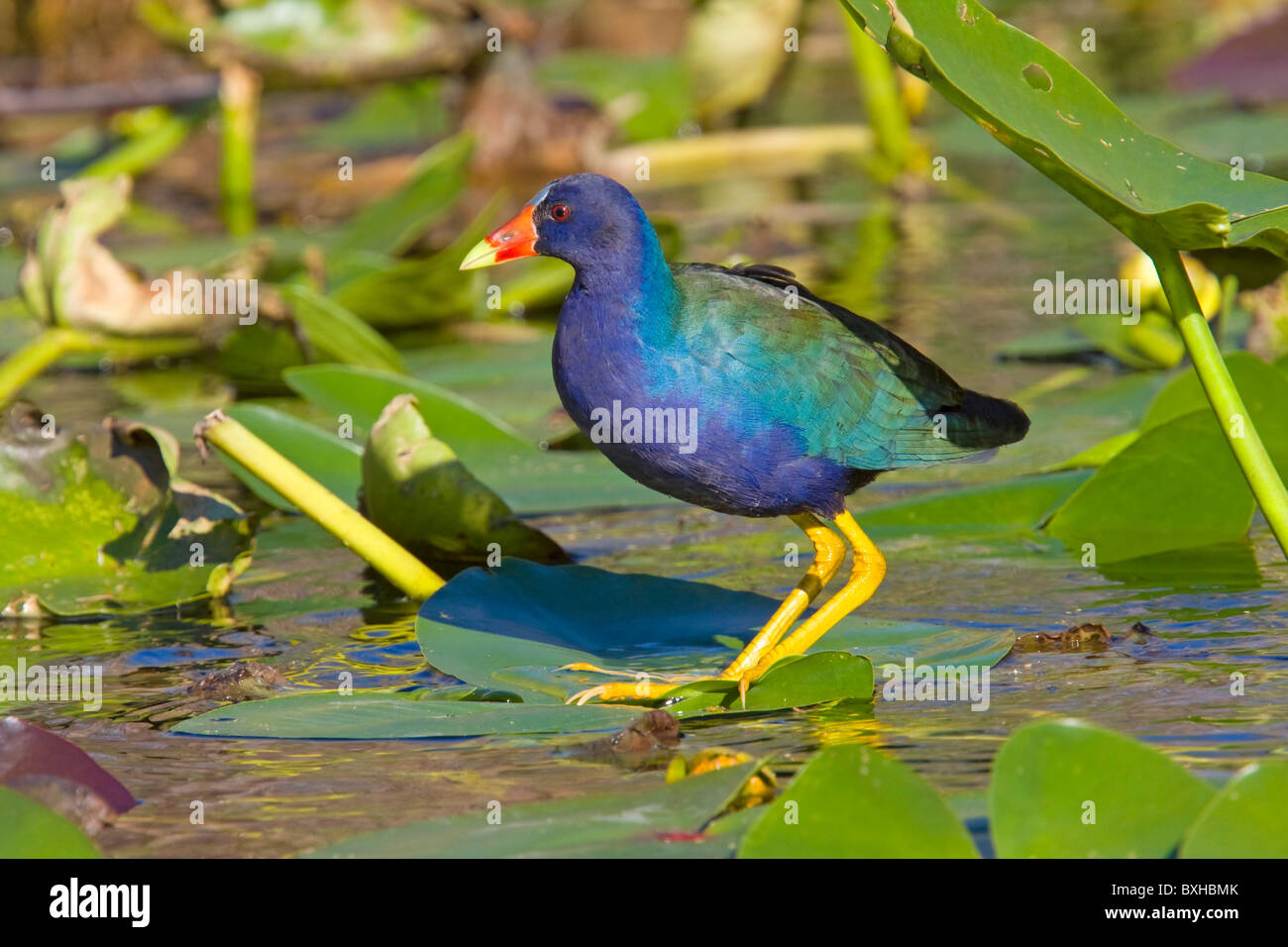 American Purple Gallinule Stock Photo - Alamy