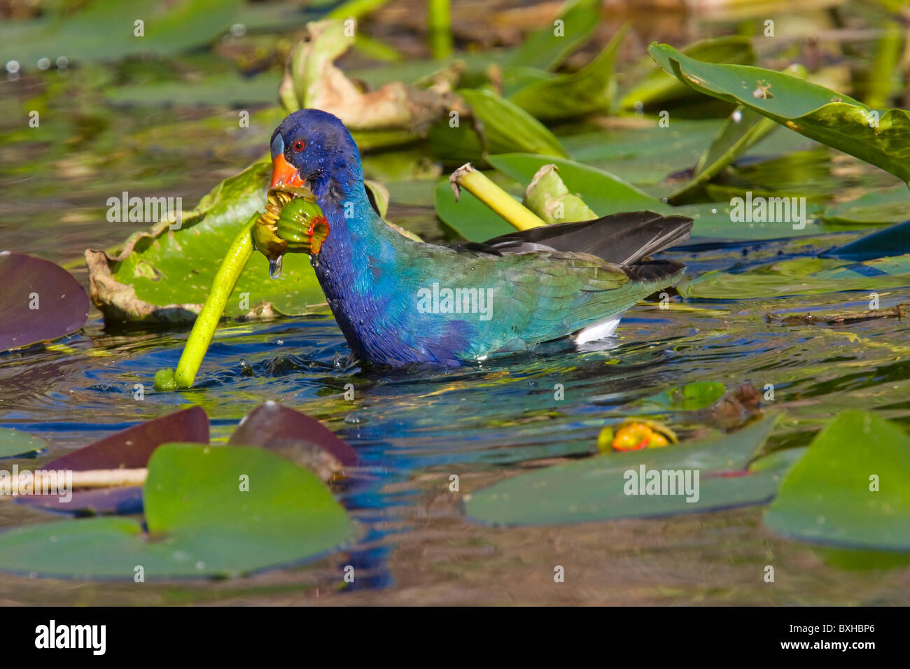 American purple gallinule hi-res stock photography and images - Alamy