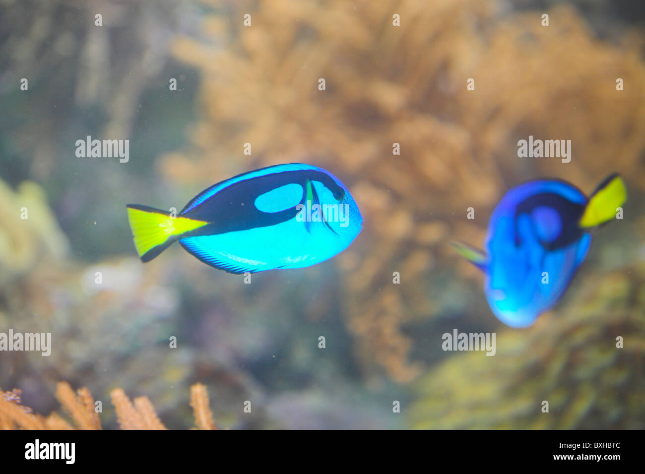 Two Blue Surgeon Fish (Paracanthurus hepatus Stock Photo - Alamy