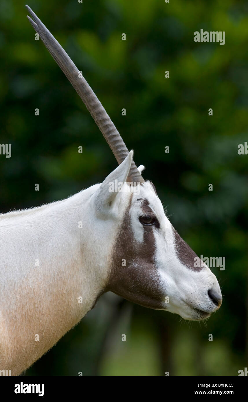 Arabian oryx antelope hi-res stock photography and images - Alamy
