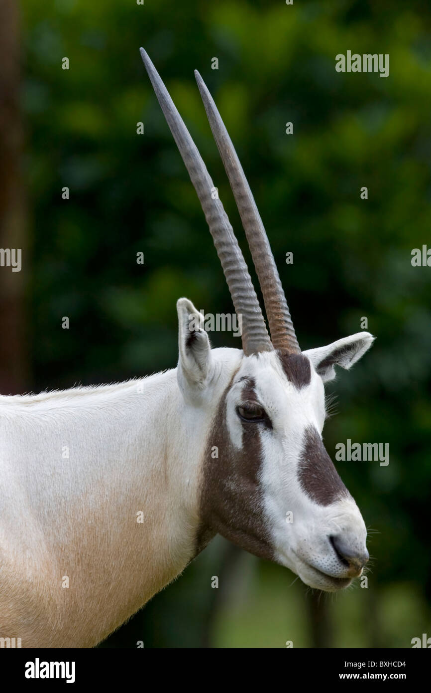 Arabian oryx antelope hi-res stock photography and images - Alamy