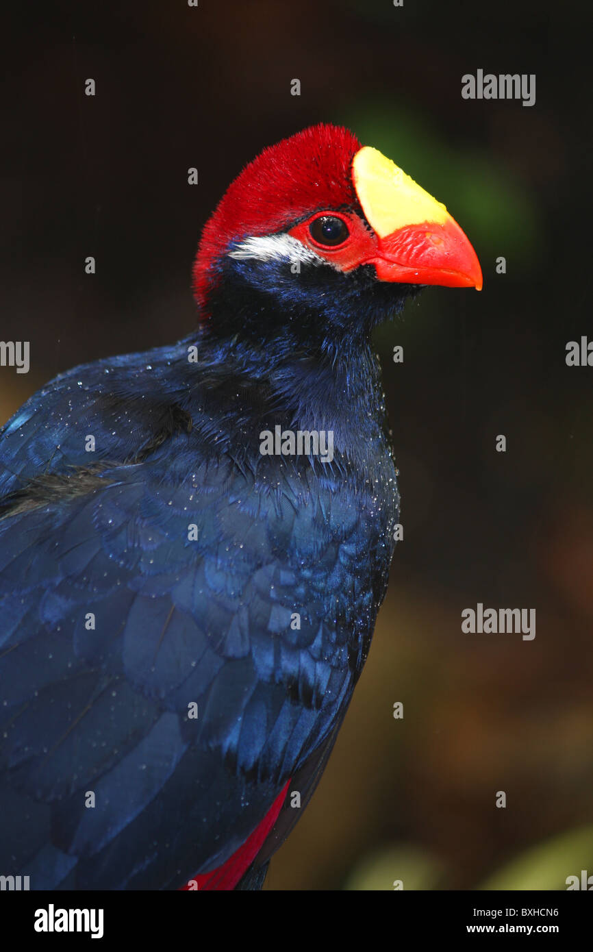 Violet turaco hi-res stock photography and images - Alamy