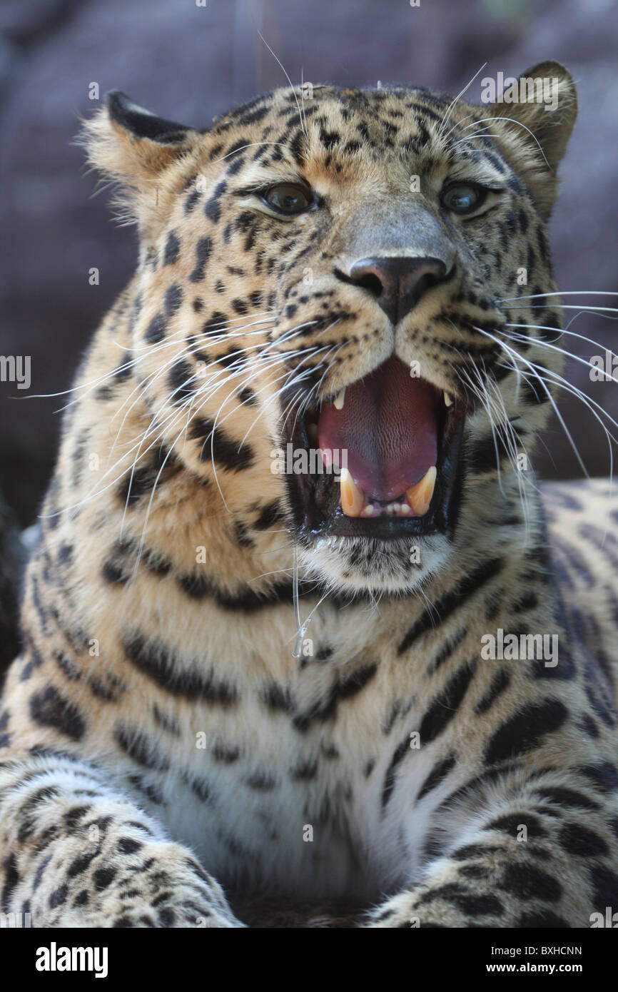 Amur leopard spots hi-res stock photography and images - Alamy
