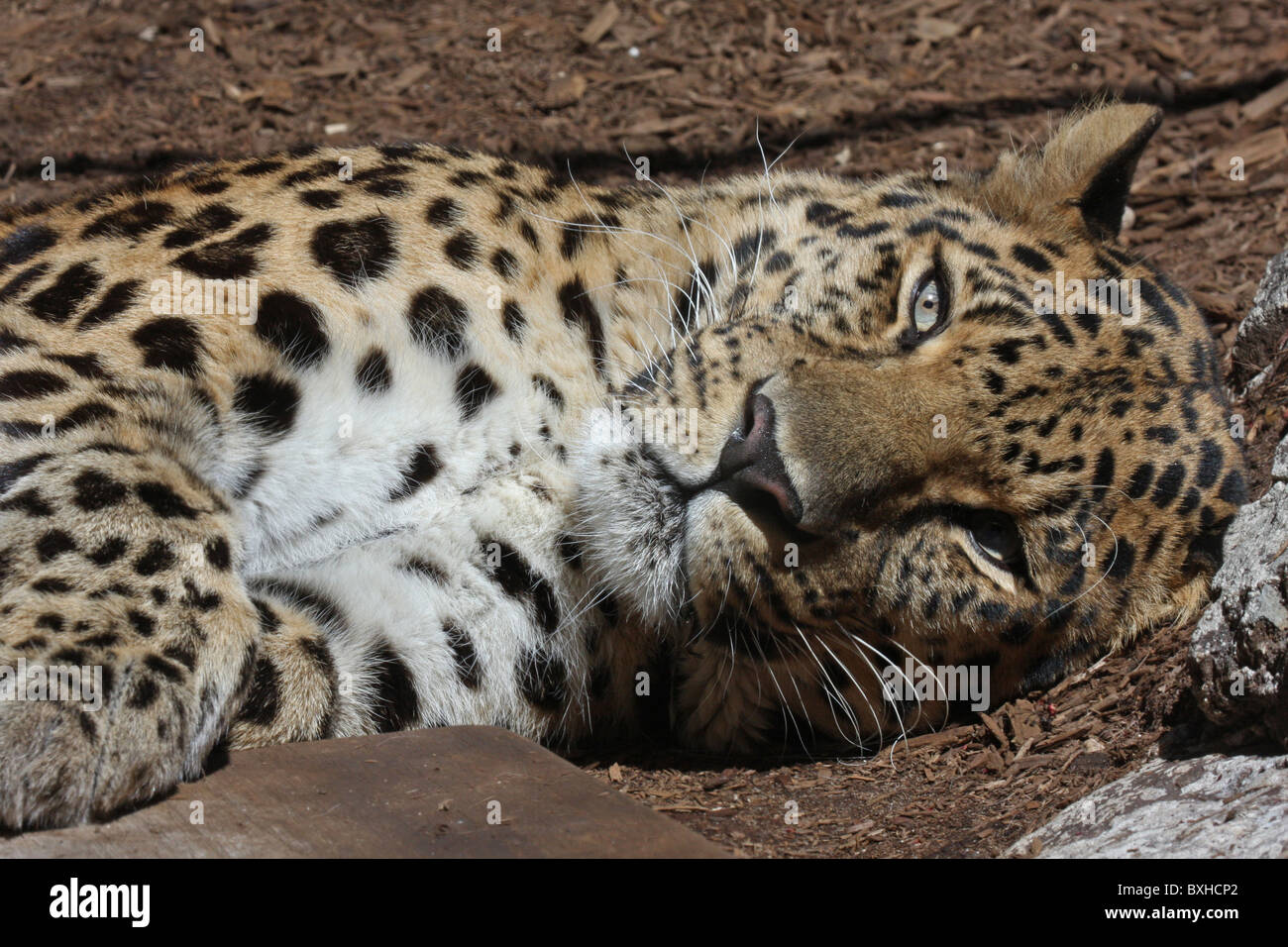 Amur leopard wildlife hi-res stock photography and images - Alamy