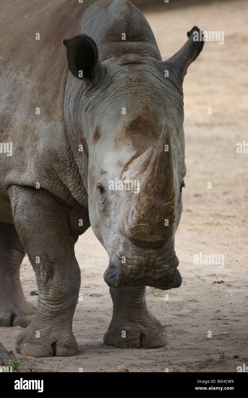 Megfauna hi-res stock photography and images - Alamy