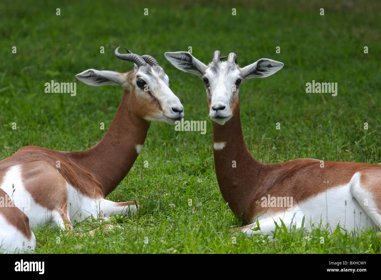 The gazelle species hi-res stock photography and images - Alamy